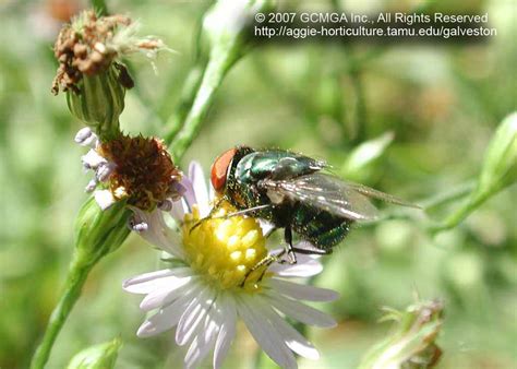 The Pollinators True Flies Diptera Galveston County Master Gardeners