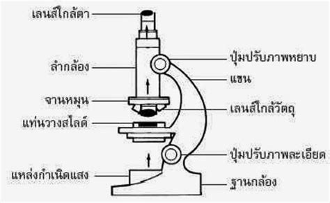 เซลล์ของสิ่งมีชีวิต การใช้กล้องจุลทรรศน์ในการศึกษาเซลล์