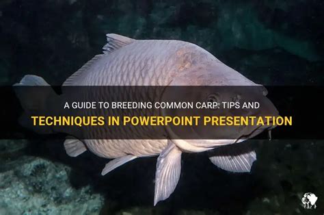 A Guide To Breeding Common Carp Tips And Techniques In Powerpoint