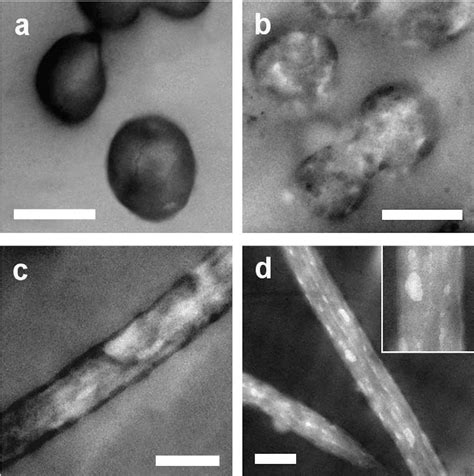 Figure 8 From Fabrication Of Poly 3 Hexylthiophene Polyethylene Oxide