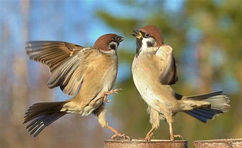 Как выглядит воробей зимой и летом продолжительность и образ жизни