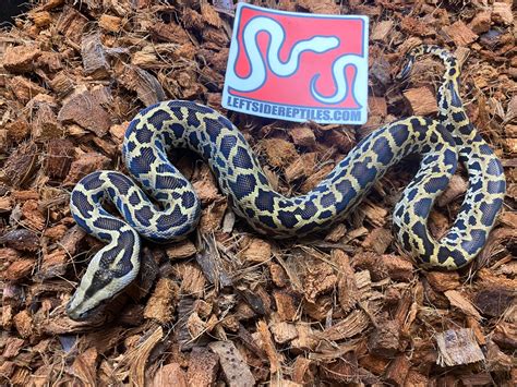 Triple Het Albino Patternless Granite Burmese Python By Leftside Reptiles Morphmarket