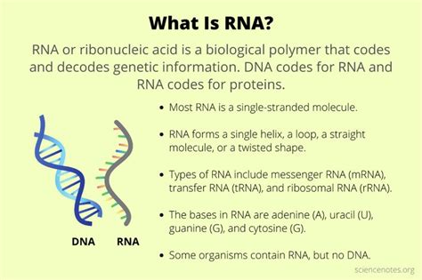 What Is Rna Rna Facts Learn Biology Rna Splicing Genetic Information
