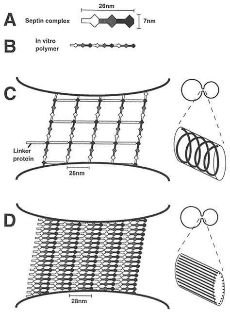 Models For Septin Filament Organization A The Septin Download