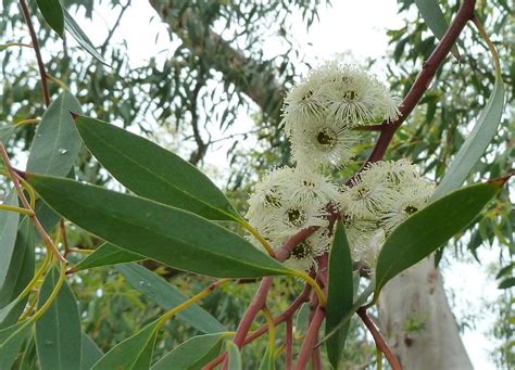 Mount Wellington Peppermint Eucalyptus Coccifera Growing Guides