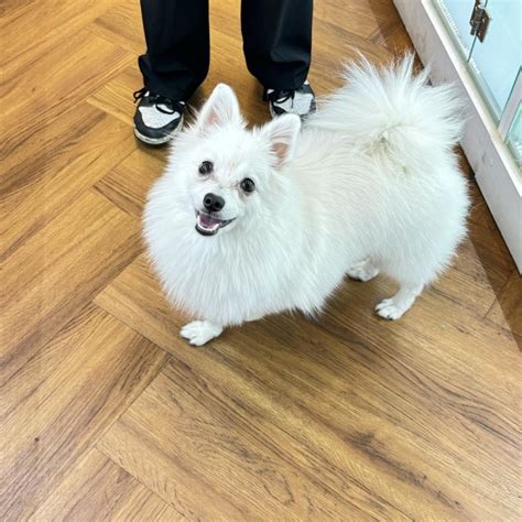 폼피츠 숭이 보더콜리분양가격 프렌치불독분양가격 빠삐용분양가격 파피용분양가격 사모예드분양가격 스피츠분양가격 시바견분양가격 시베리안