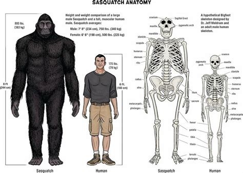 Pin By Rupert Fellows On Anthropology Gigantopithecus Prehistoric