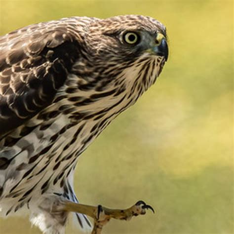 Macbride Hawks Mei Version Kaggle