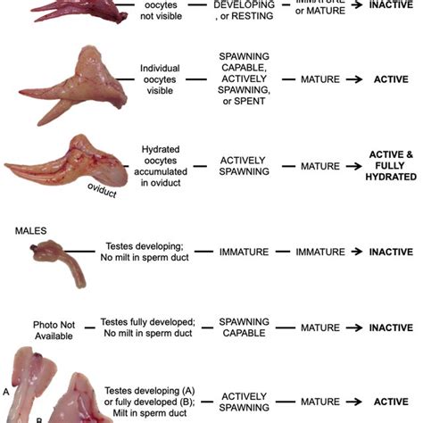 —macroscopic guide to assigning sex specific spawning states i e