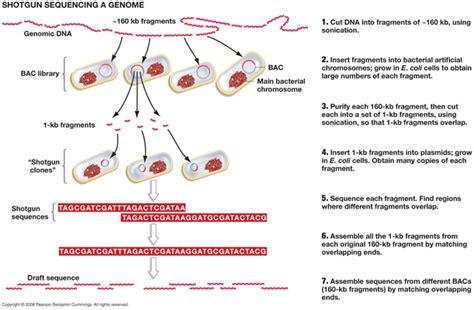 Shotgun Sequencing Bioinformatics Wikia Fandom Powered By Wikia