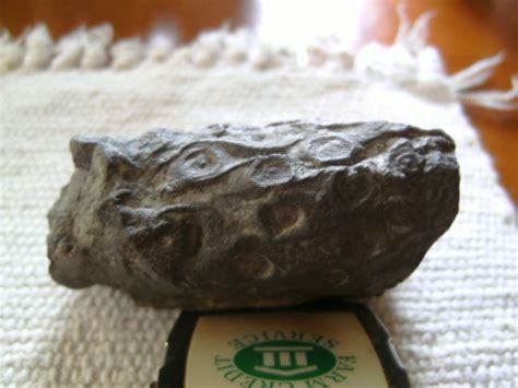 Stigmaria Fossil Hunting Trips The Fossil Forum