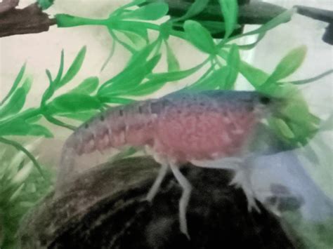 Can You Please Help To Identify The Crayfish Rcrayfish