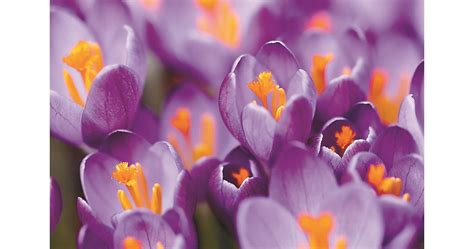 Още пролет подранила Български Фермер