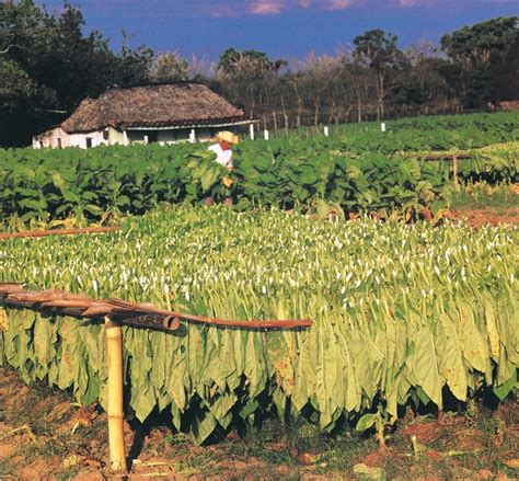 Producción E Historia De Tabaco En República Dominicana