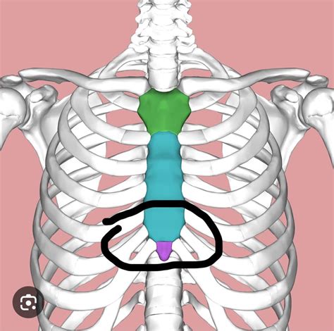Xiphoid Process Lump Morphology Of The Human Xiphoid Process