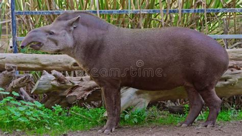 Cute Malayan Tapir An Endangered Species Stock Footage Video Of