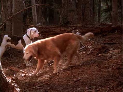 Homeward Bound The Incredible Journey 1993 In The Wild Youtube