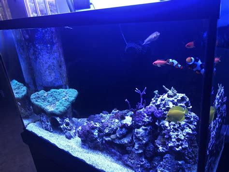 Acclimation Box Reef2reef