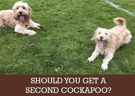 Five Signs Youre Ready To Get Another Cockapoo