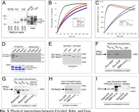 GPCR Signaling Pathway Semantic Scholar