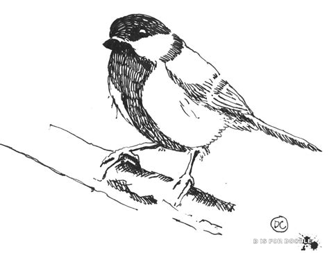 How To Draw A Swift Bird With A Pencil Step By Step Drawing Tutorial