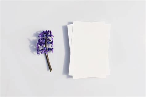 모형 포스터 또는 프리젠 테이션 전단지 우아한 현대적인 미니멀 한 스타일로 회색 배경에 히아신스 꽃과 그림자백종이 축하 빈 명함