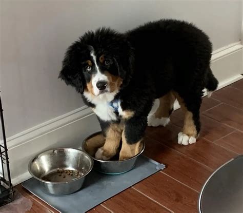 Why Are My Feet Wet Scrolller