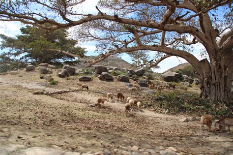 Eritrea Wallpapers 16 Images Wallpapercat