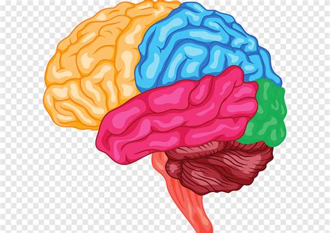 무료 다운로드 인간 두뇌 해부학 뇌간 대뇌 사람들 인간의 몸 Png Pngegg