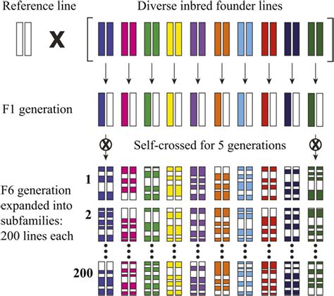 Nested Association Mapping Maize Lines The Inbred Reference Maize Line Download Scientific