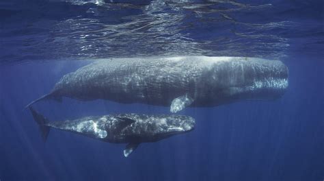 How Do You Say ‘danger In Sperm Whale Clicks