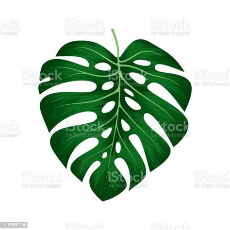 흰색 배경에 고립 된 몬스타 델리시오사 식물 잎 인사말 카드 전단지 초대장 웹 디자인 모든 것에 사용할 수 있습니다 파일에 클리핑 경로가 있습니다 0명에 대한 스톡 벡터