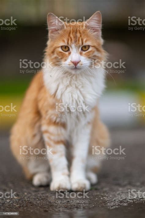 아스팔트 바닥에 서 있는 생강과 흰 길 잃은 고양이의 초상화 0명에 대한 스톡 사진 및 기타 이미지 0명 가을 가축 Istock