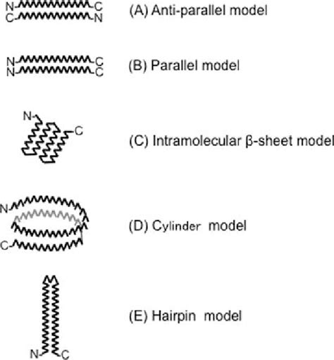 Supposed Intramolecular And Intermolecular Structures With B Sheets Of Download Scientific