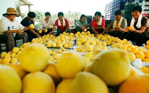 河南尉氏：锦绣黄桃富农家 人民图片网
