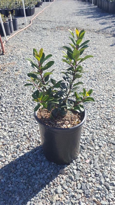 Buy Heteromeles Arbutifolia Standard Toyon Bidscape