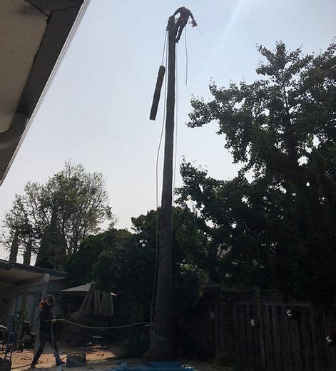 Home Thetreebrotherstreeservice Com