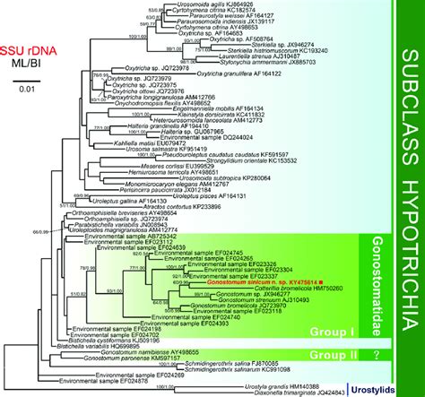 Maximum Likelihood Ml Tree Inferred From The Ssu Rdna Sequences
