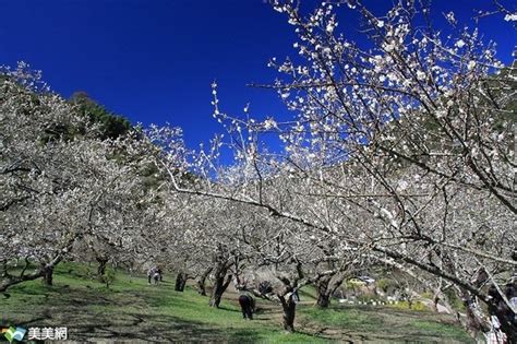 賞花動作要快 南投信義鄉嘉義梅山梅花撲鼻香 ETtoday 旅遊雲 ETtoday旅遊新聞 旅遊