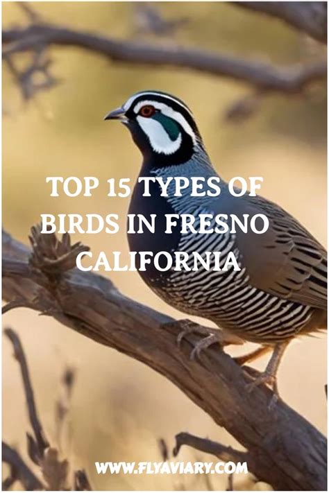 Top 15 Types Of Birds In Fresno California Birds Bird Species