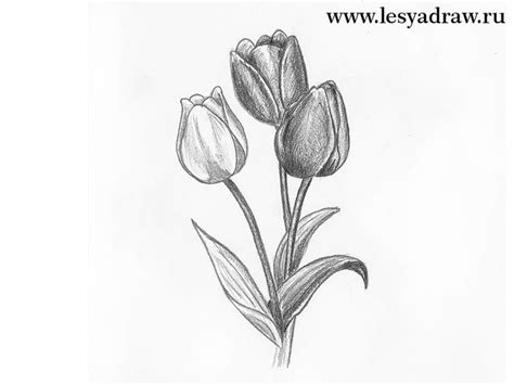 Как нарисовать тюльпан карандашом поэтапно для начинающих Цветок лотоса татуировки Татуировка