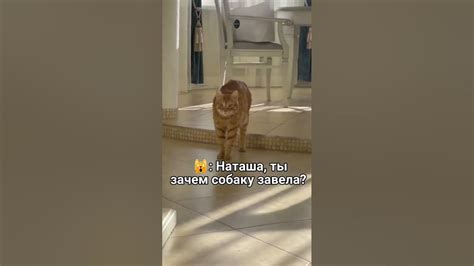Принесли щенка в дом Но не все этому рады 🐱😅 собака щенок кошка кот котики Youtube
