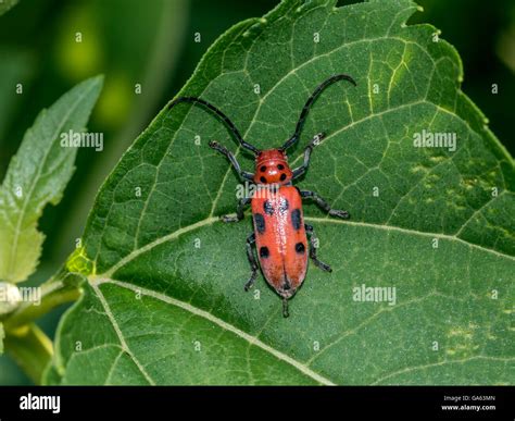 Longhorn Beetlescerambycidae Also Known As Long Horned Or Longhorn Beetles Or Longicorns
