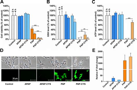 testing of early cellular effects of aminophenol derivatives in hk 2