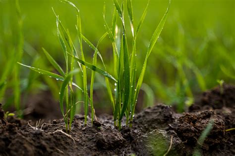 일몰에 필드에 토양에서 성장 하는 젊은 녹색 밀 모종 가까이 일몰의 필드에 싹이 호밀 농업에 가까이 호밀의 콩나물 가을에 심어진 체르노젬에서 밀이 자랍니다 들에 대한 스톡