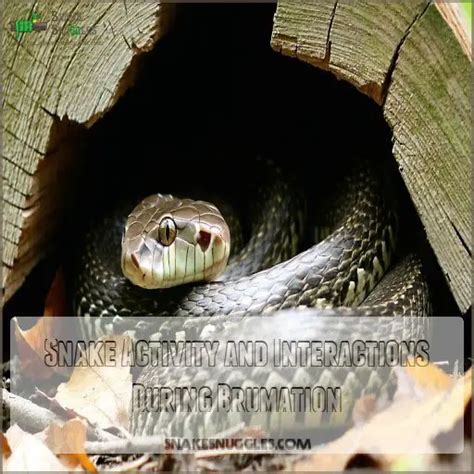 When Do Snakes Hibernate What You Need To Know About Snake Winter Sleep