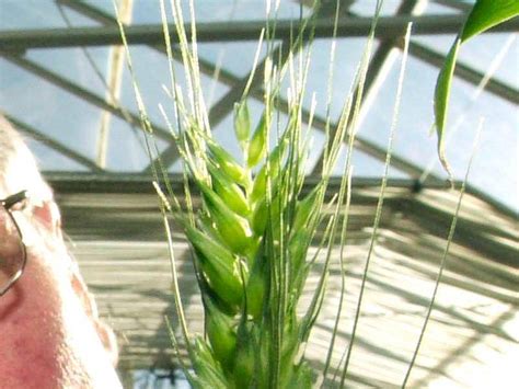 Scientists Develop Rust Resistant Wheat The Courier Ballarat VIC