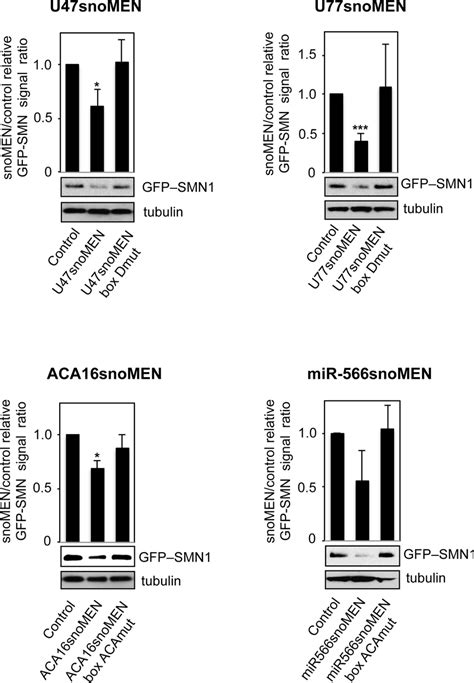 Western Blot Analysis For Snomen Knockdown Knock Down Efficiency Of Download Scientific