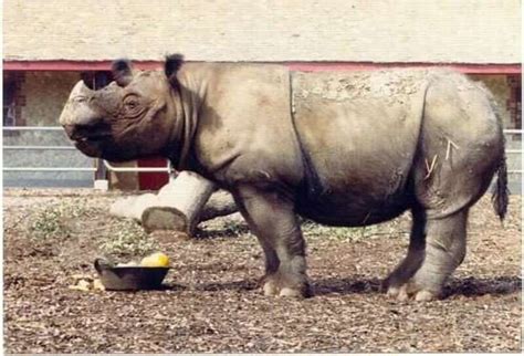 Rhino Evolution