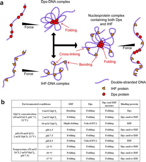 Dna Binding And Non Dna Binding Vesicants At Henry Lawrence Blog